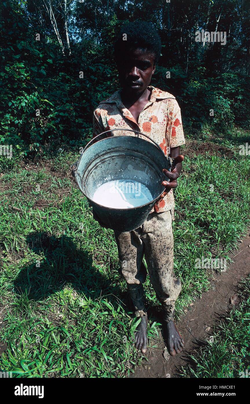 Rubber plantation congo hi-res stock photography and images - Alamy