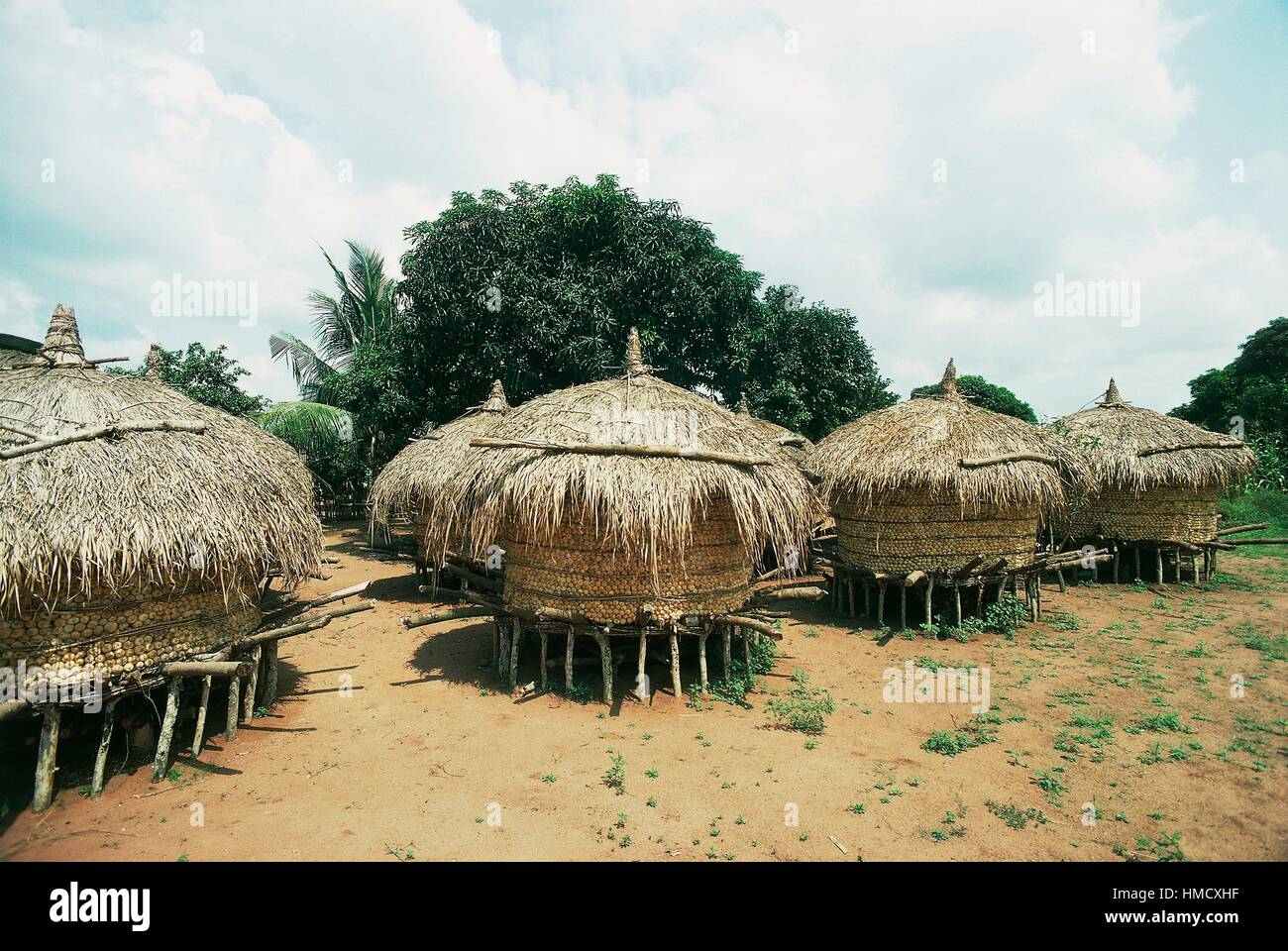 Wooden huts with thatched roofs on stilts for the storage of corn, Togo ...