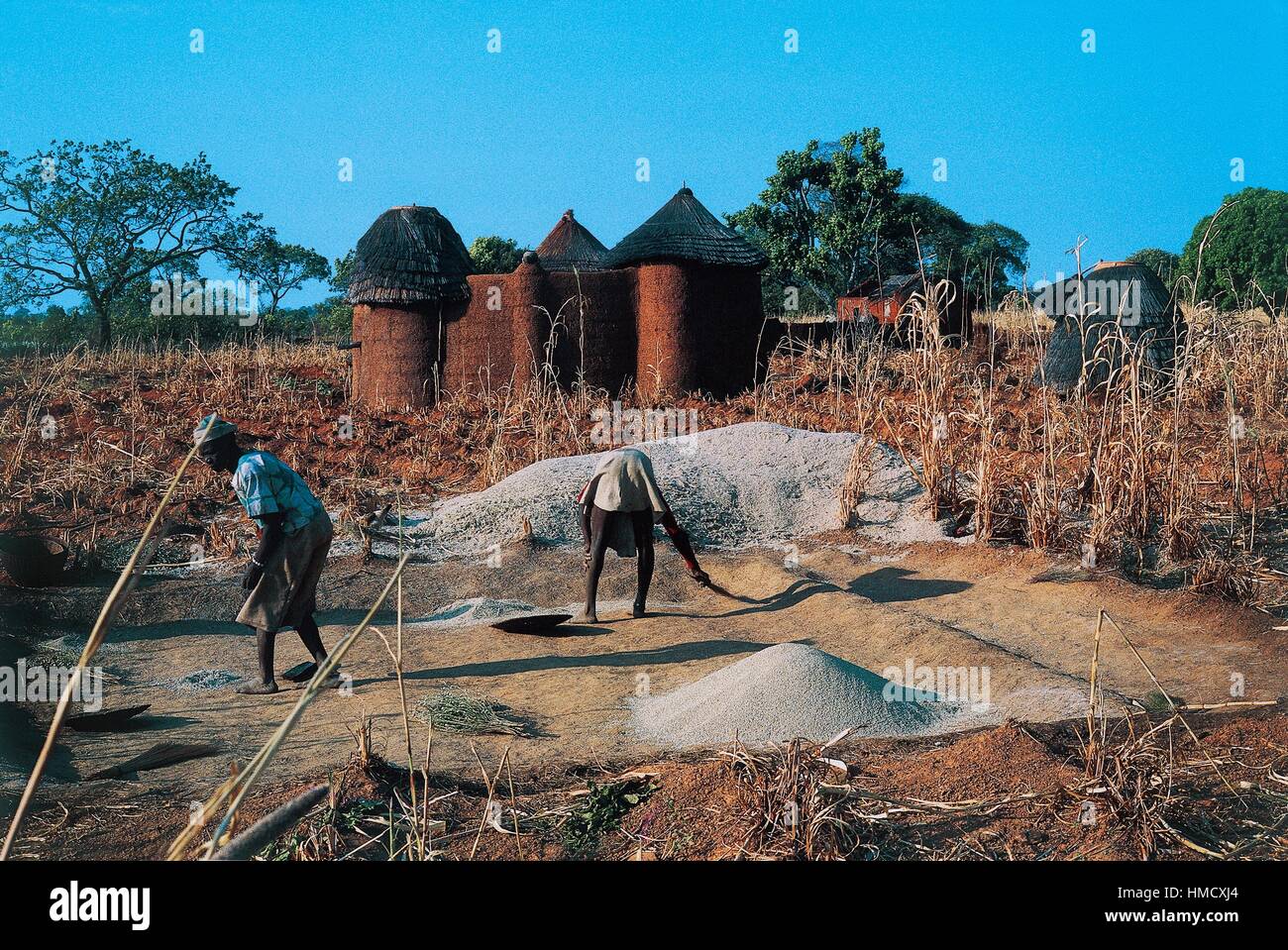 Threshing millet in a village, Benin Stock Photo - Alamy
