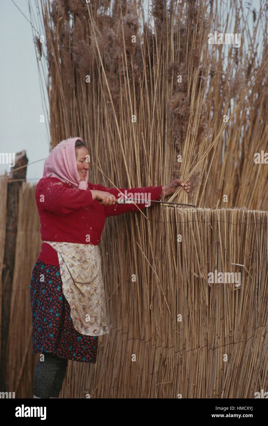 Lipovan hi-res stock photography and images - Alamy