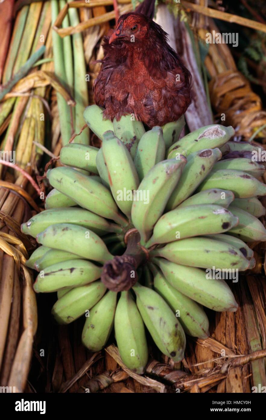 Tapati rapa nui festival hi-res stock photography and images - Alamy