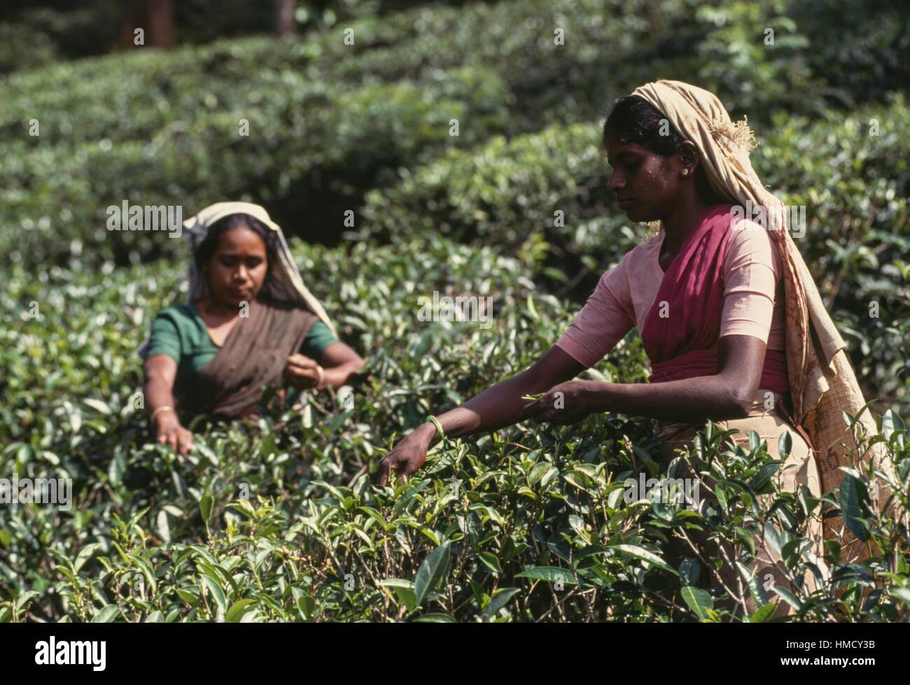 Women picking tea, Kandy, Sri Lanka Stock Photo - Alamy