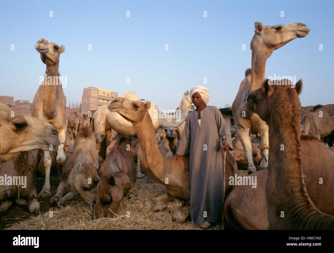 Camel resting egypt hi-res stock photography and images - Alamy
