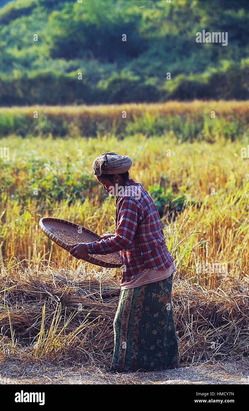 Woman winnowing rice, near Pakse, Laos Stock Photo - Alamy