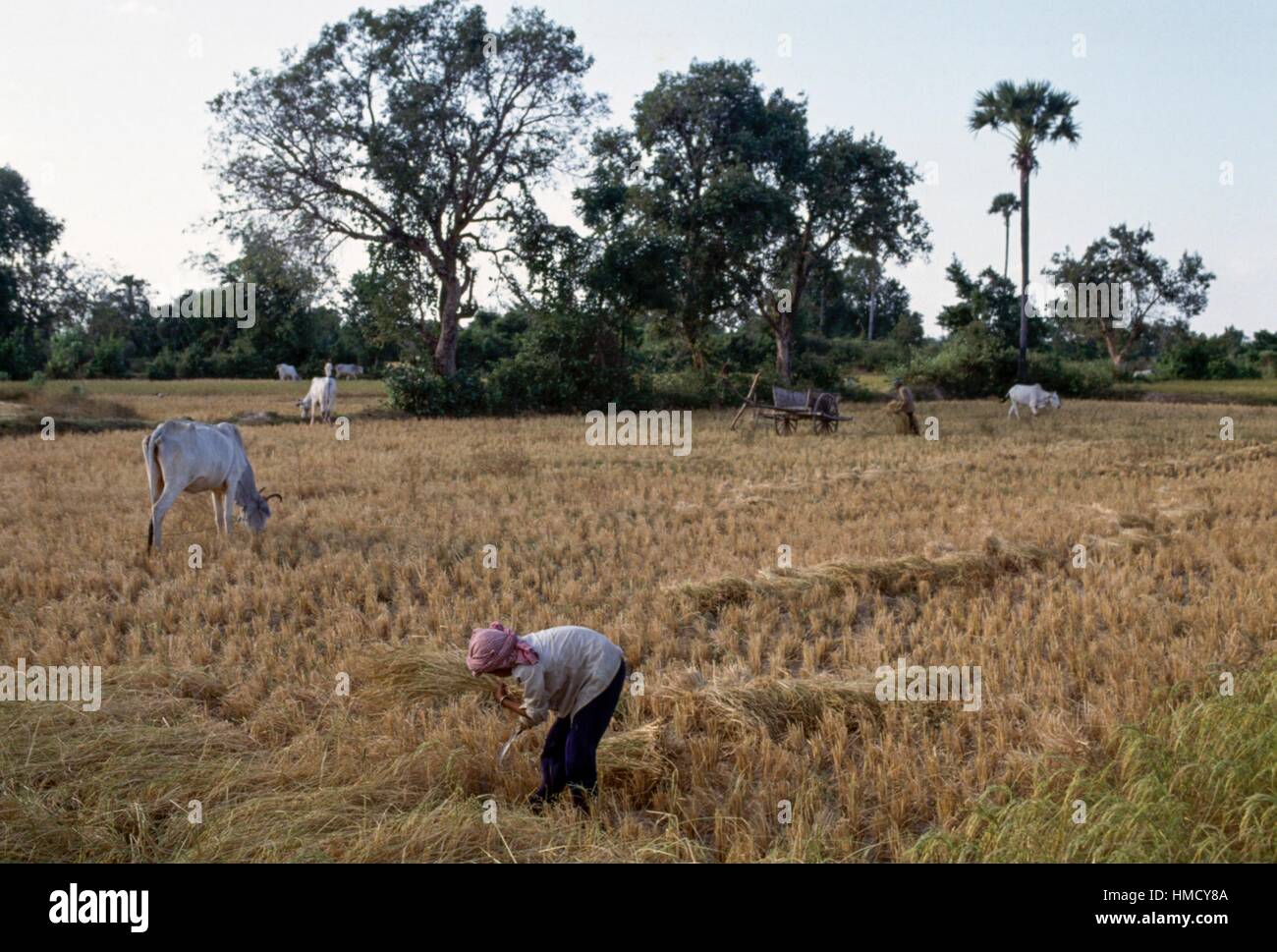 Farmer during the rice harvest near Phnom Penh, Cambodia Stock Photo ...