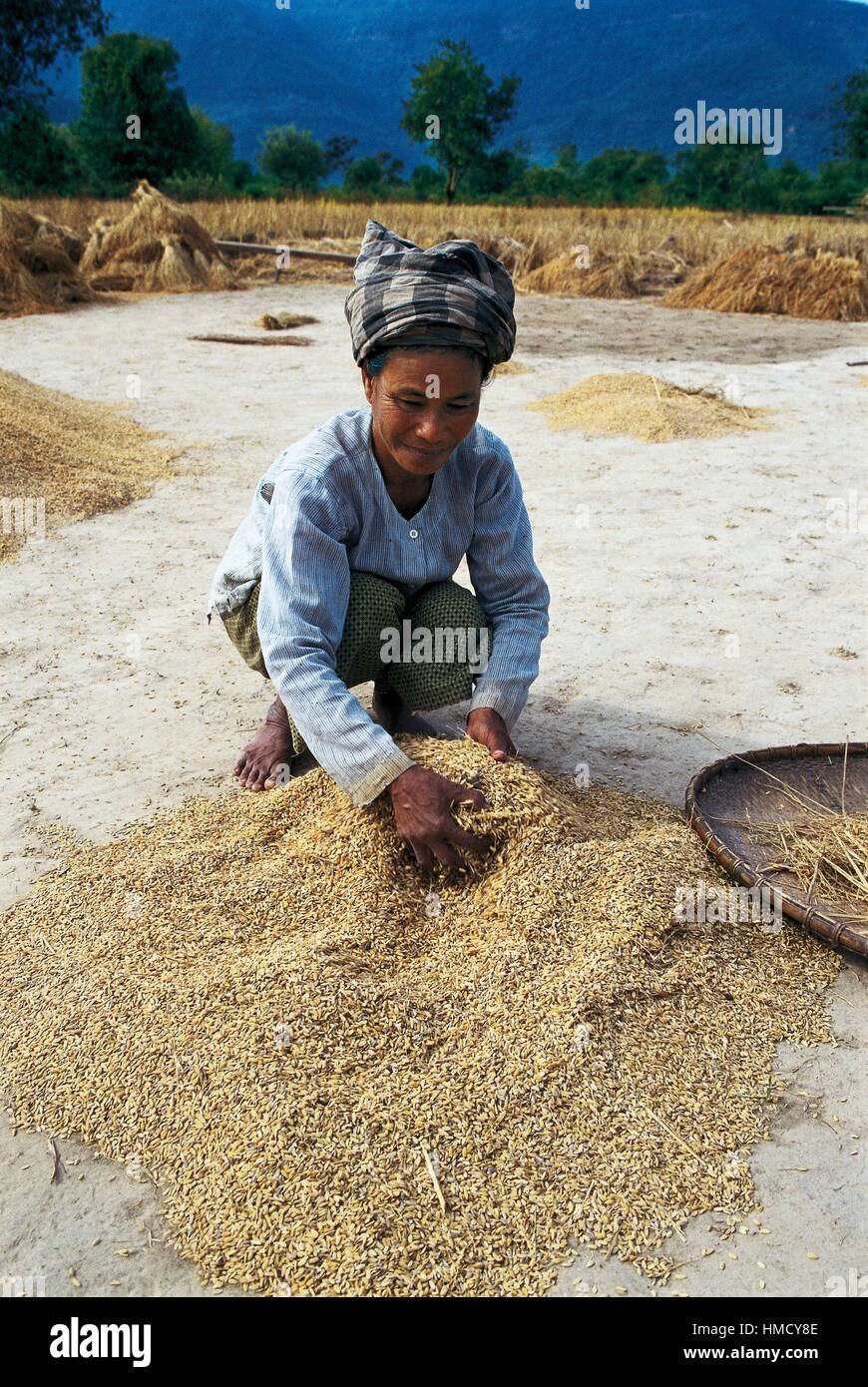 Woman winnowing rice, near Pakse, Laos Stock Photo - Alamy