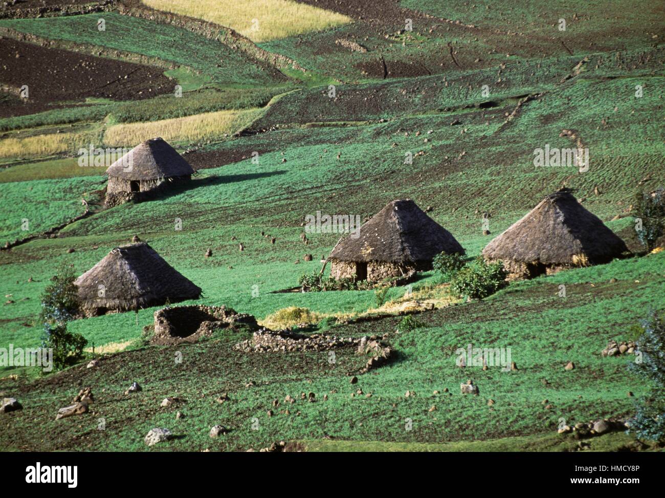 Weldiya hi-res stock photography and images - Alamy