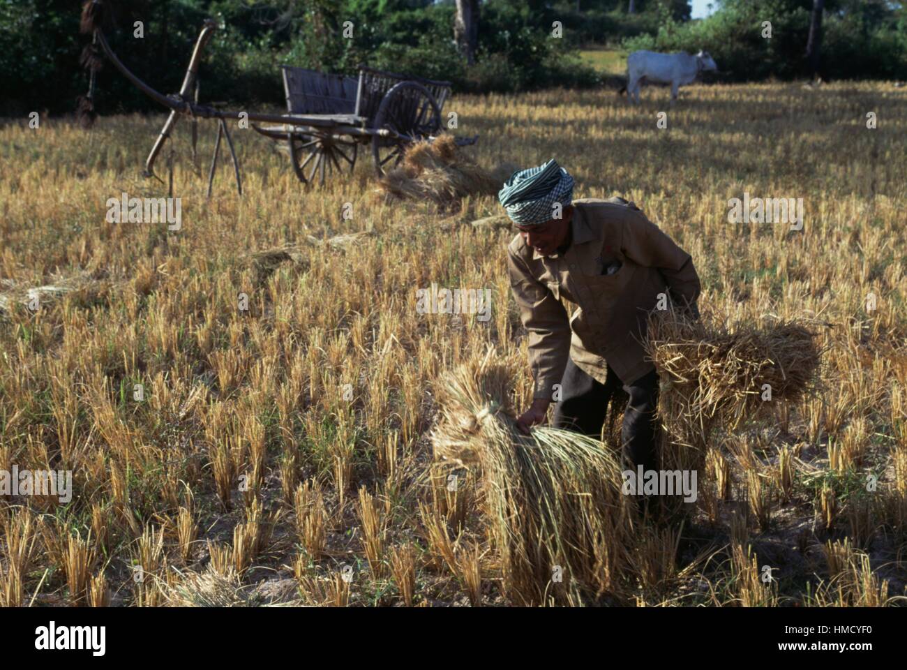 Man picking rice hi-res stock photography and images - Alamy