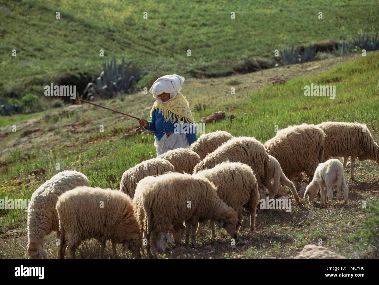 Farmer and sheep between Tlemcen and Maghnia, Algeria Stock Photo - Alamy