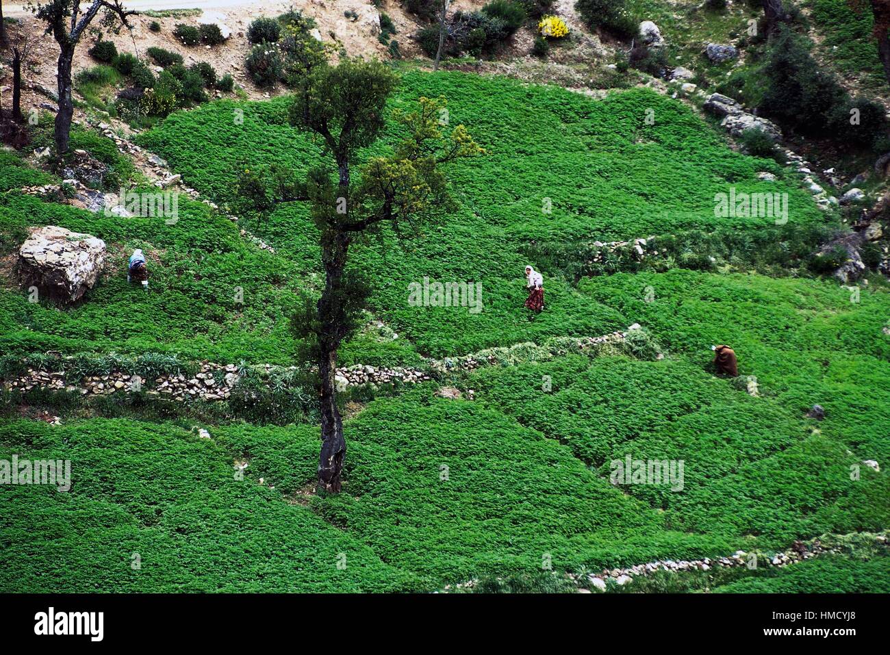 Cannabis plantation near Ketama, Rif mountains, Morocco Stock Photo - Alamy