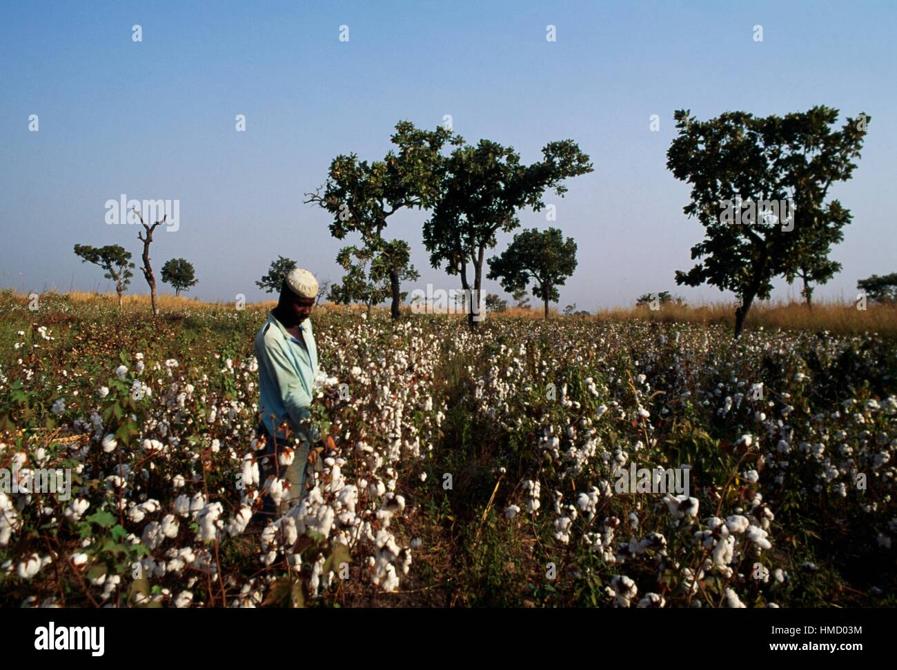 A man harvesting cotton hi-res stock photography and images - Alamy