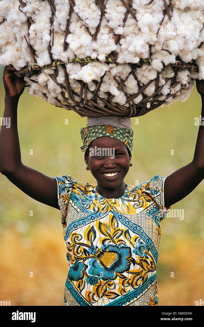 A woman carrying a bale of cotton, Benoue, Rey Bouba, Cameroon Stock ...