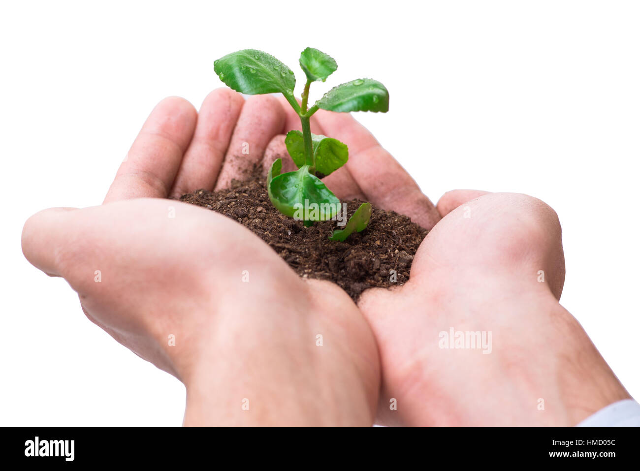 Hand holding seedling in new life concept on white Stock Photo - Alamy
