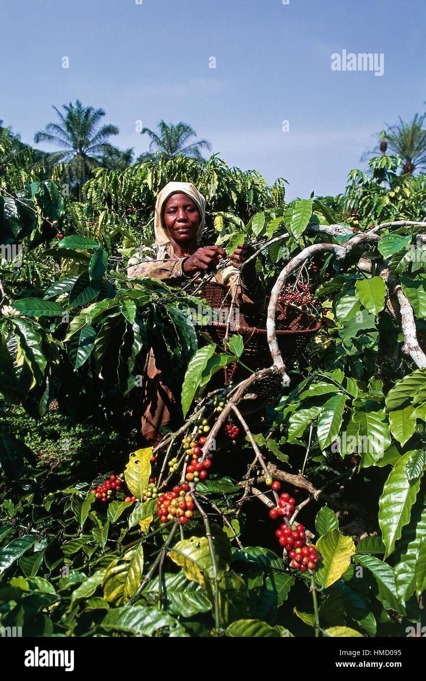 A woman harvesting coffee, near Nkongsamba, Cameroon Stock Photo - Alamy