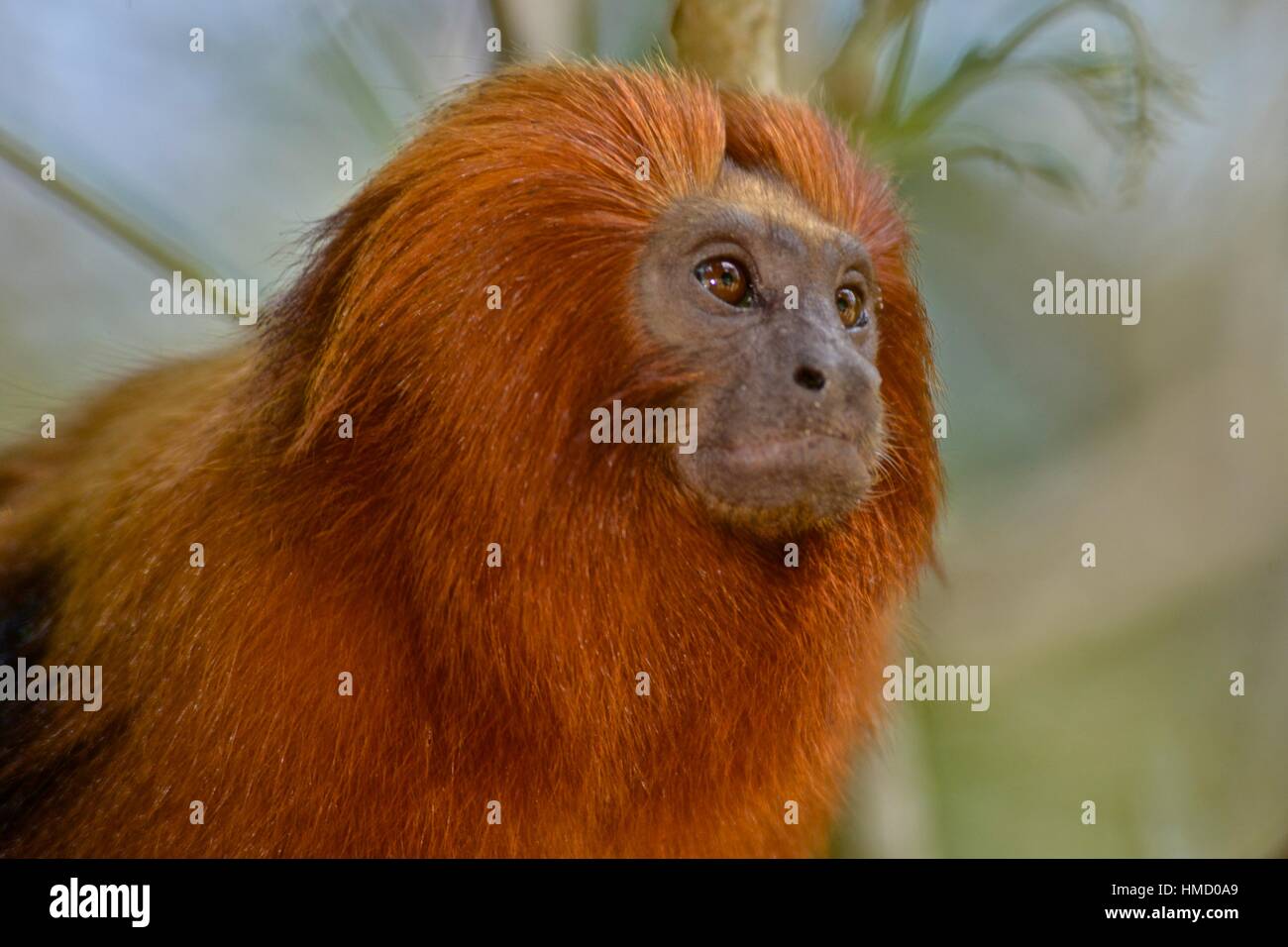 Golden Lion Tamarin (Leontopithecus rosalia) endangered species ...