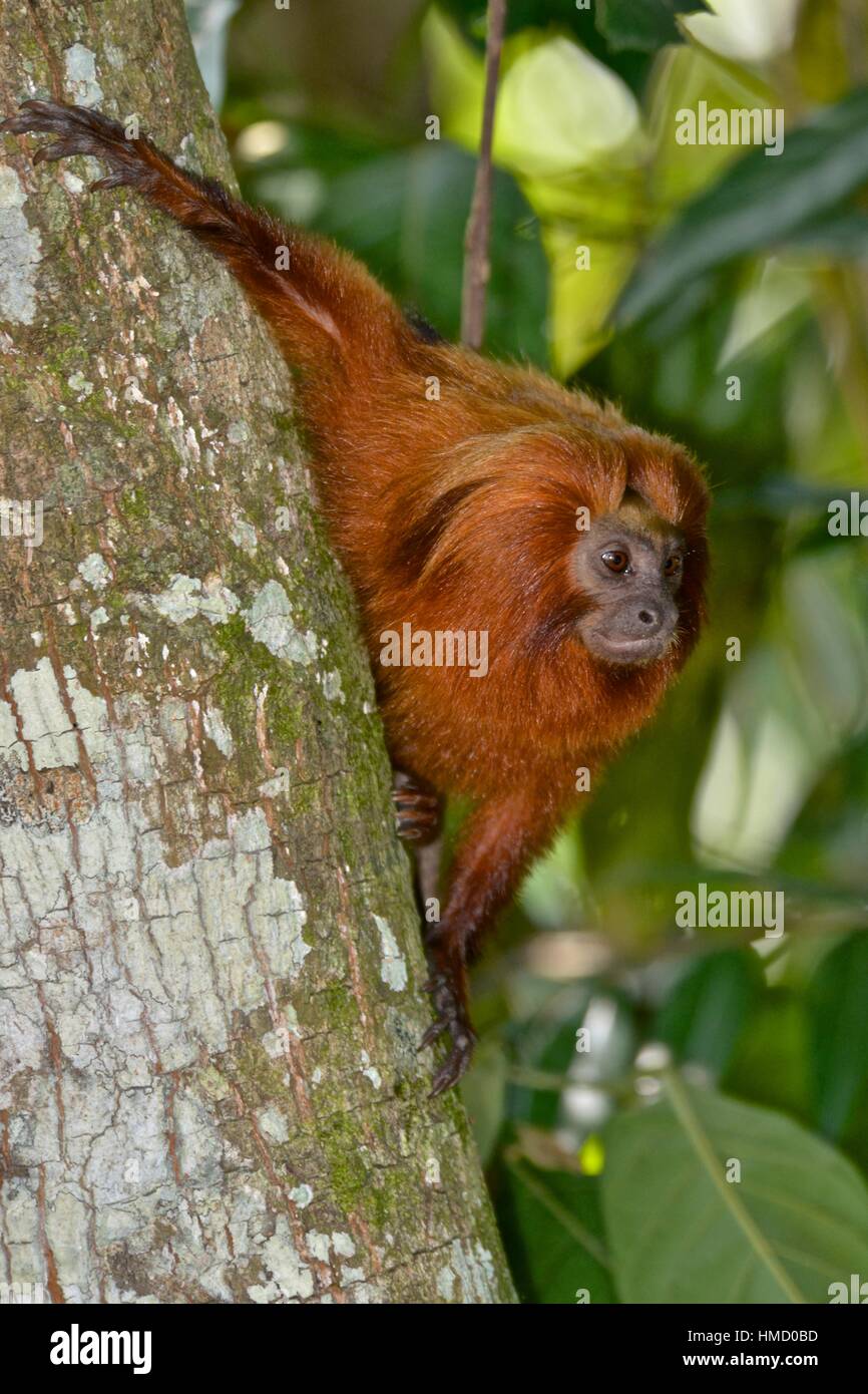 Golden Lion Tamarin (Leontopithecus rosalia) endangered species ...