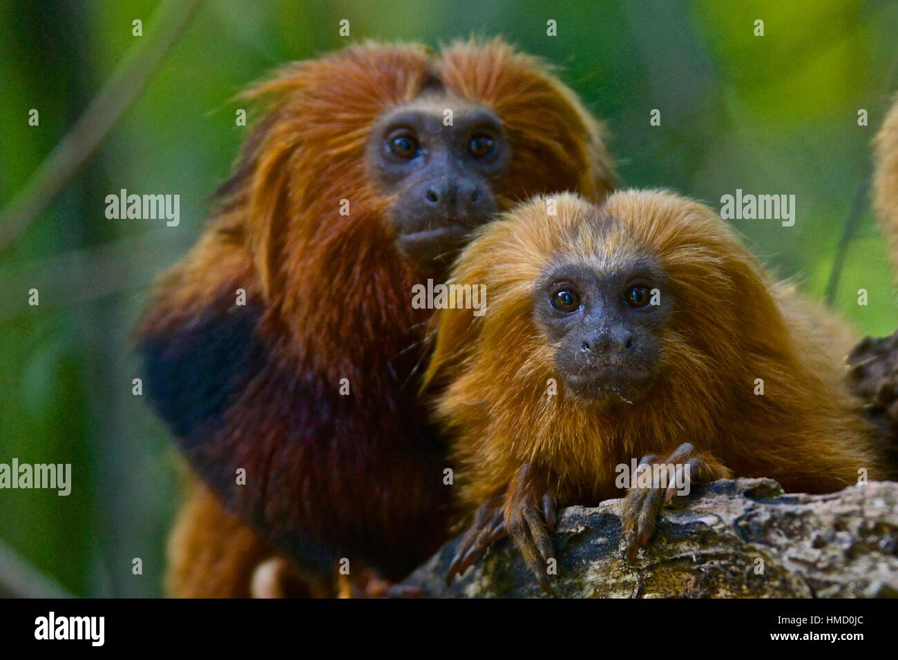 Golden Lion Tamarin (Leontopithecus rosalia) endangered species ...