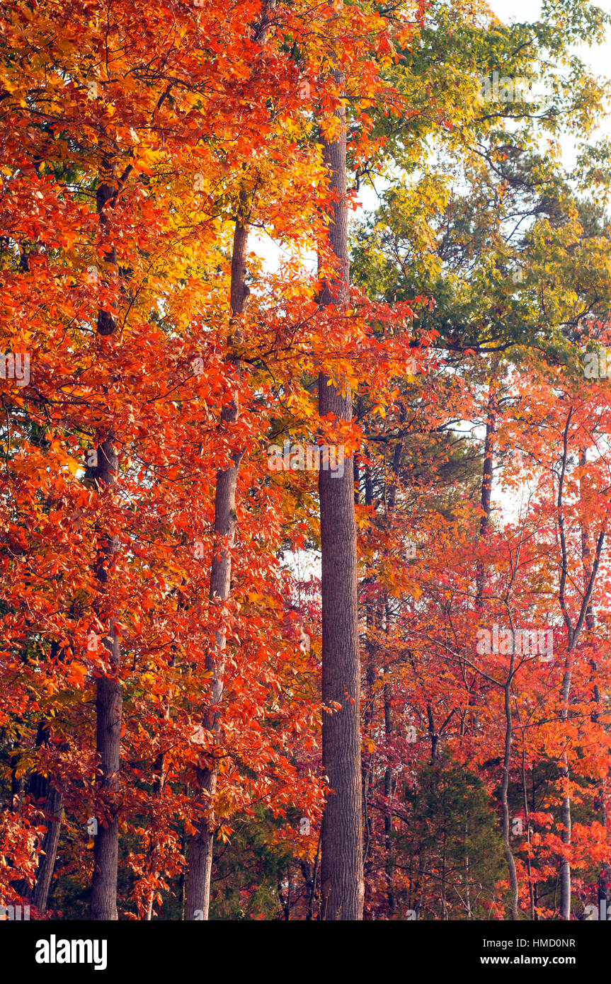 Trees in Fall with orange leaves Stock Photo - Alamy