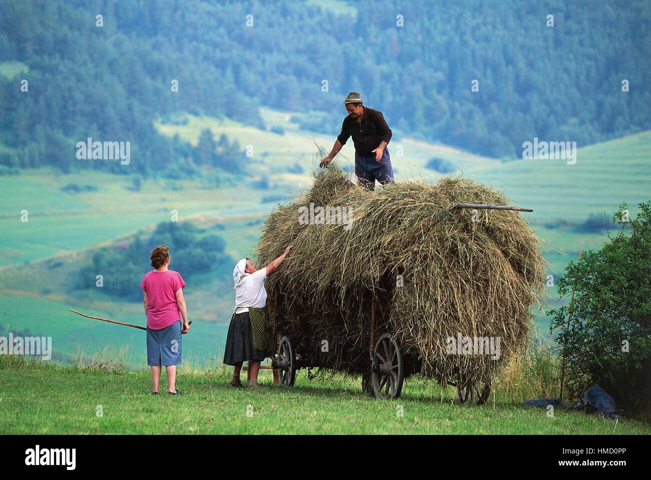 Farmers with hay wagon during haymaking, Pieniny, Slovakia Stock Photo ...