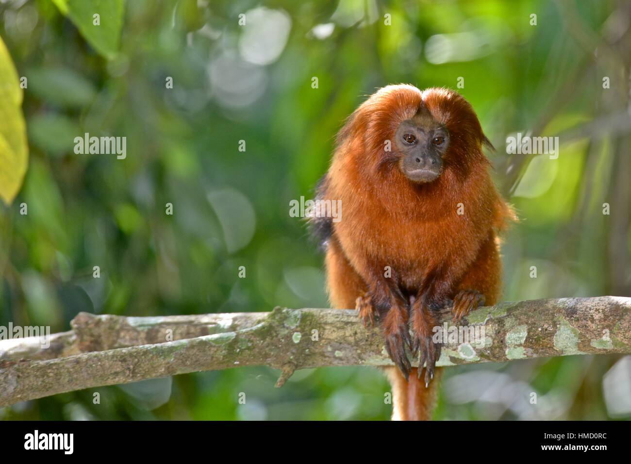 Golden Lion Tamarin (Leontopithecus rosalia) endangered species ...