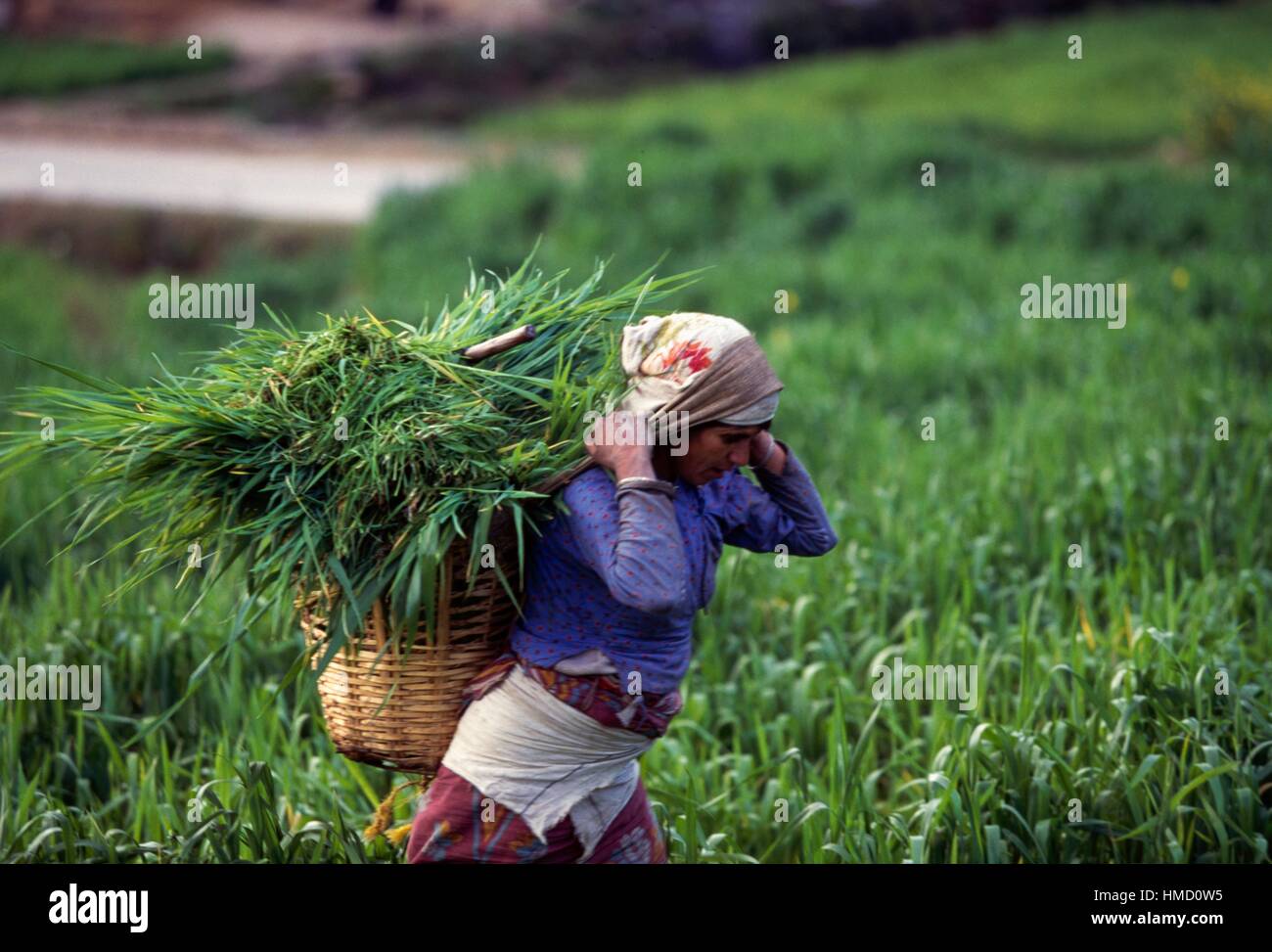 Carrying basket on the back hi-res stock photography and images - Alamy