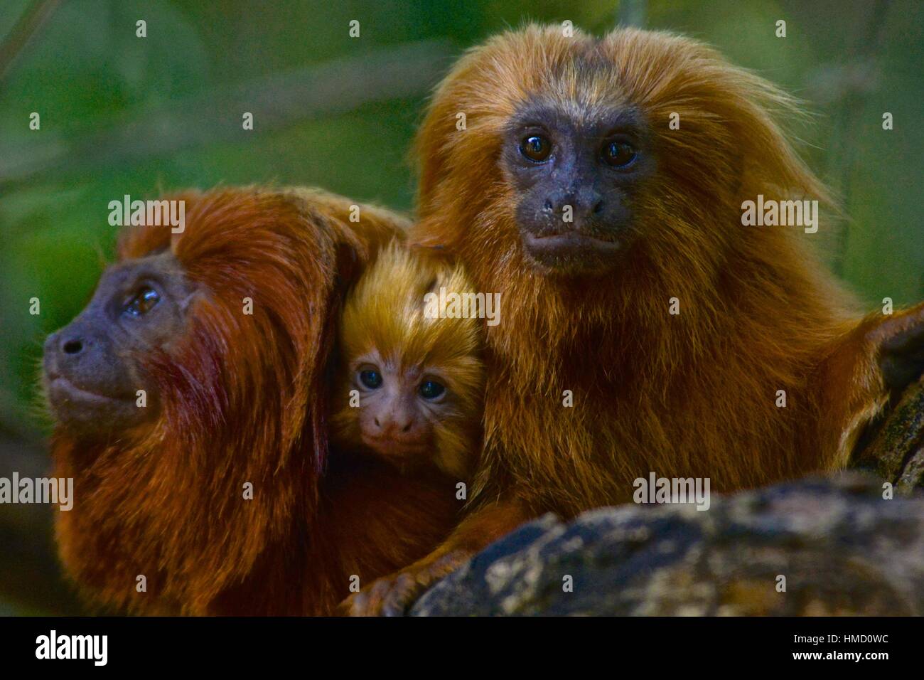 Golden Lion Tamarin (Leontopithecus rosalia) endangered species ...