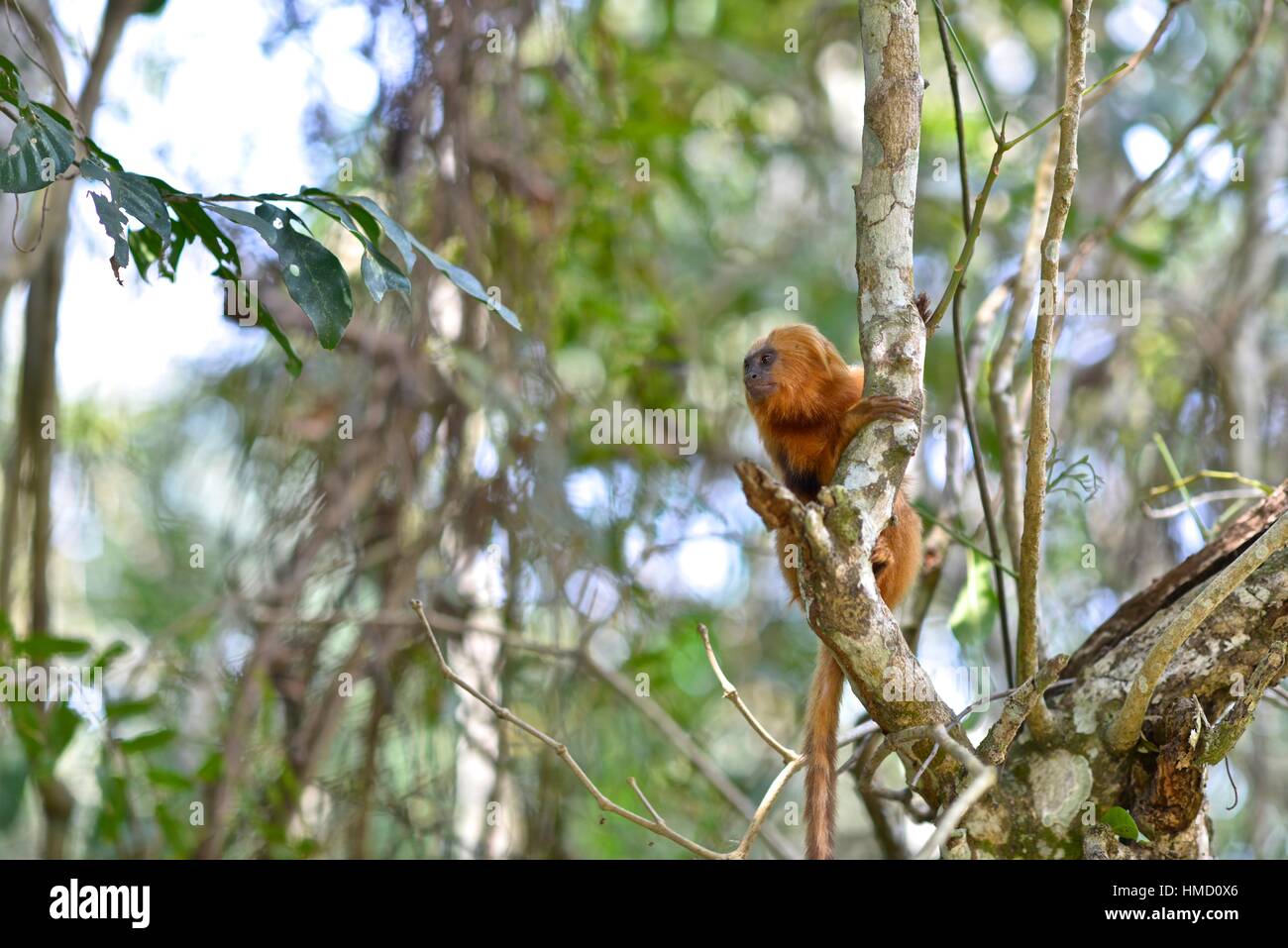 Golden Lion Tamarin (Leontopithecus rosalia) endangered species ...