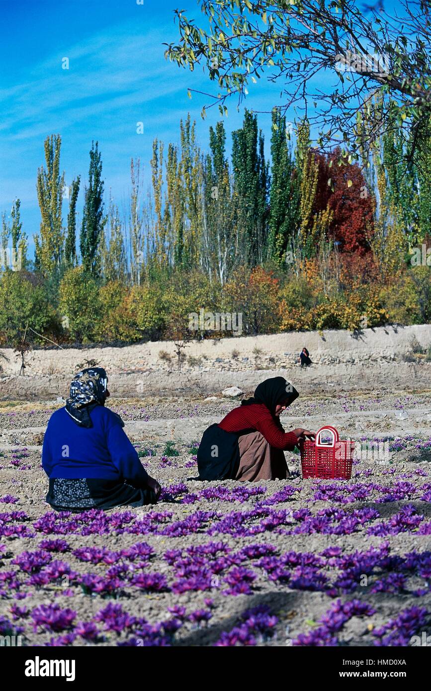 Women picking saffron near Kashan, Iran Stock Photo - Alamy