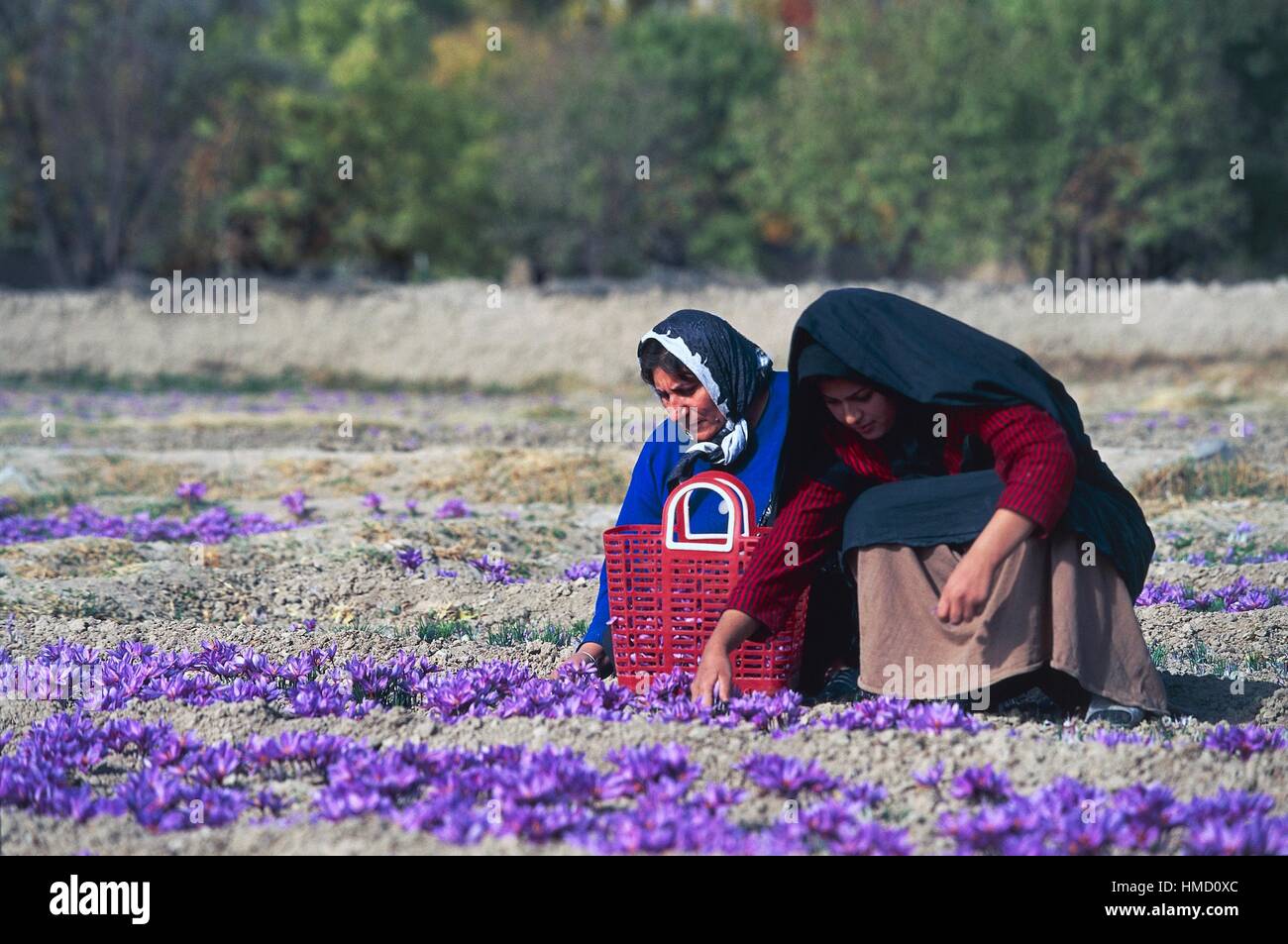 Women picking saffron near kashan hi-res stock photography and images ...