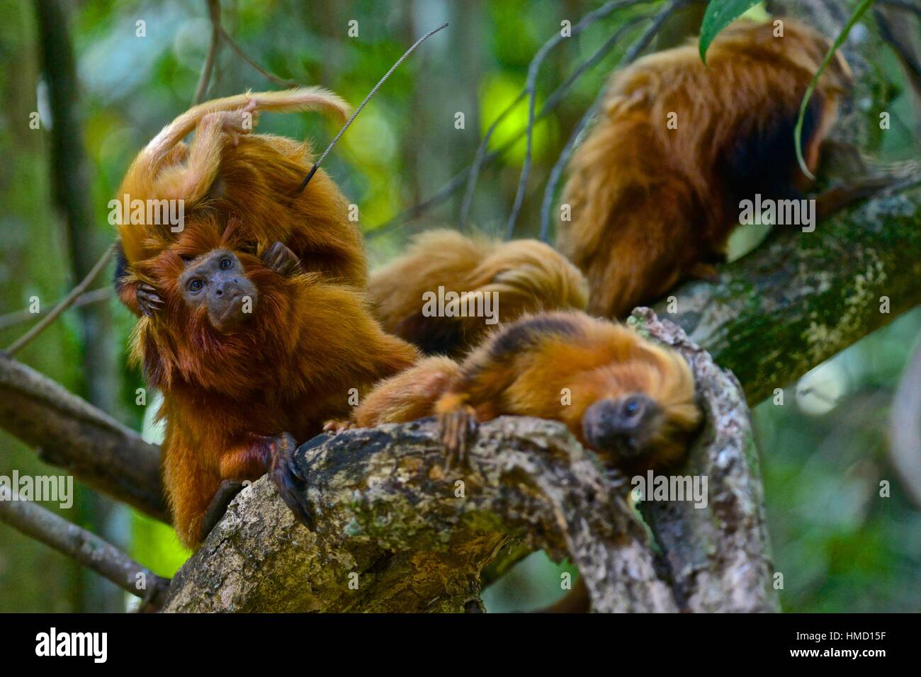 Golden Lion Tamarin (Leontopithecus rosalia) endangered species ...
