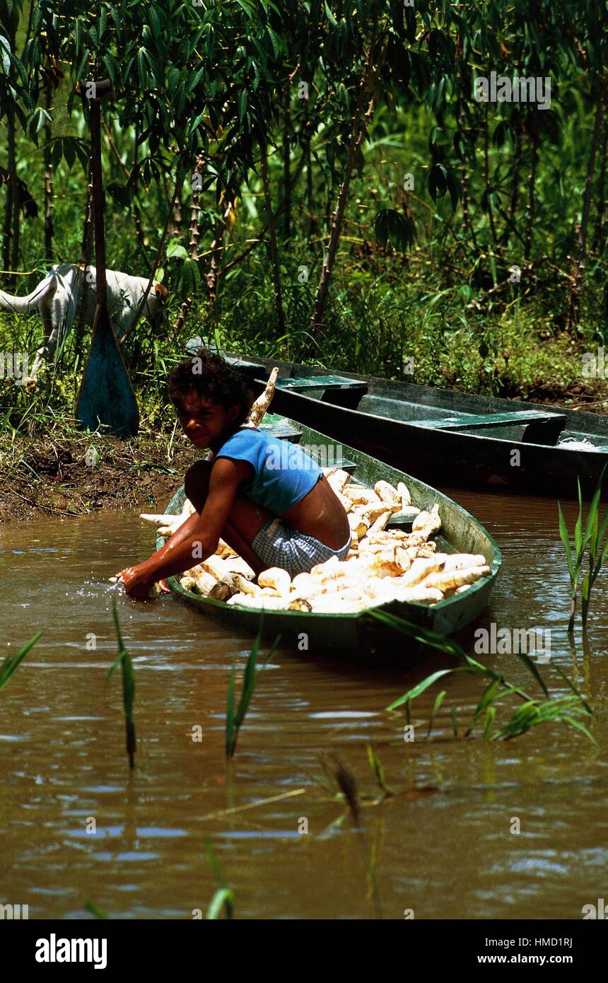 Cassava Roots Woman High Resolution Stock Photography and Images - Alamy