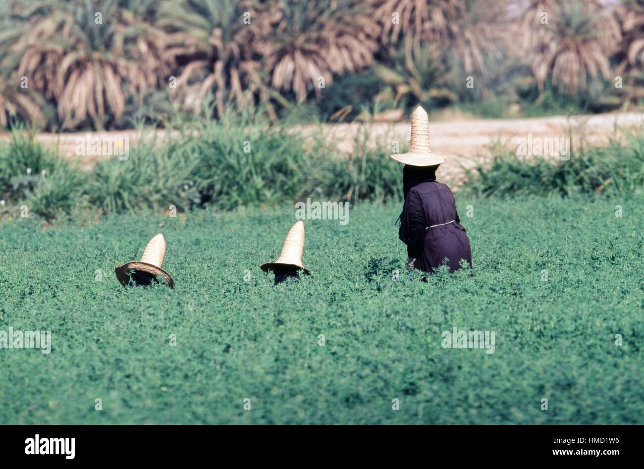 Three pointed hat hi-res stock photography and images - Alamy