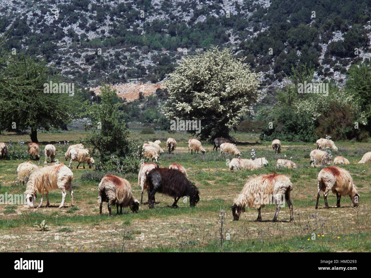 Sheep grazing near Omalos, Crete, Greece Stock Photo - Alamy