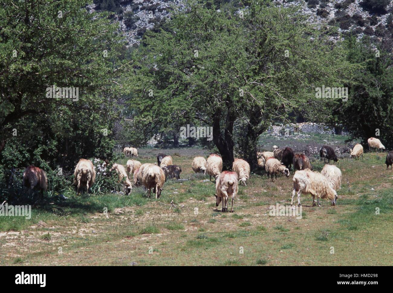 Sheep grazing near Omalos, Crete, Greece Stock Photo - Alamy