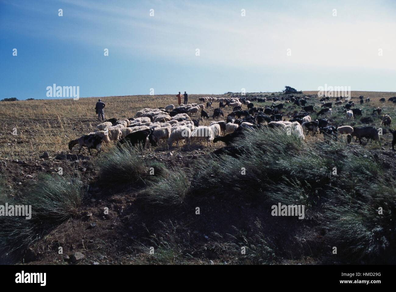 A flock of sheep, Crete, Greece Stock Photo - Alamy
