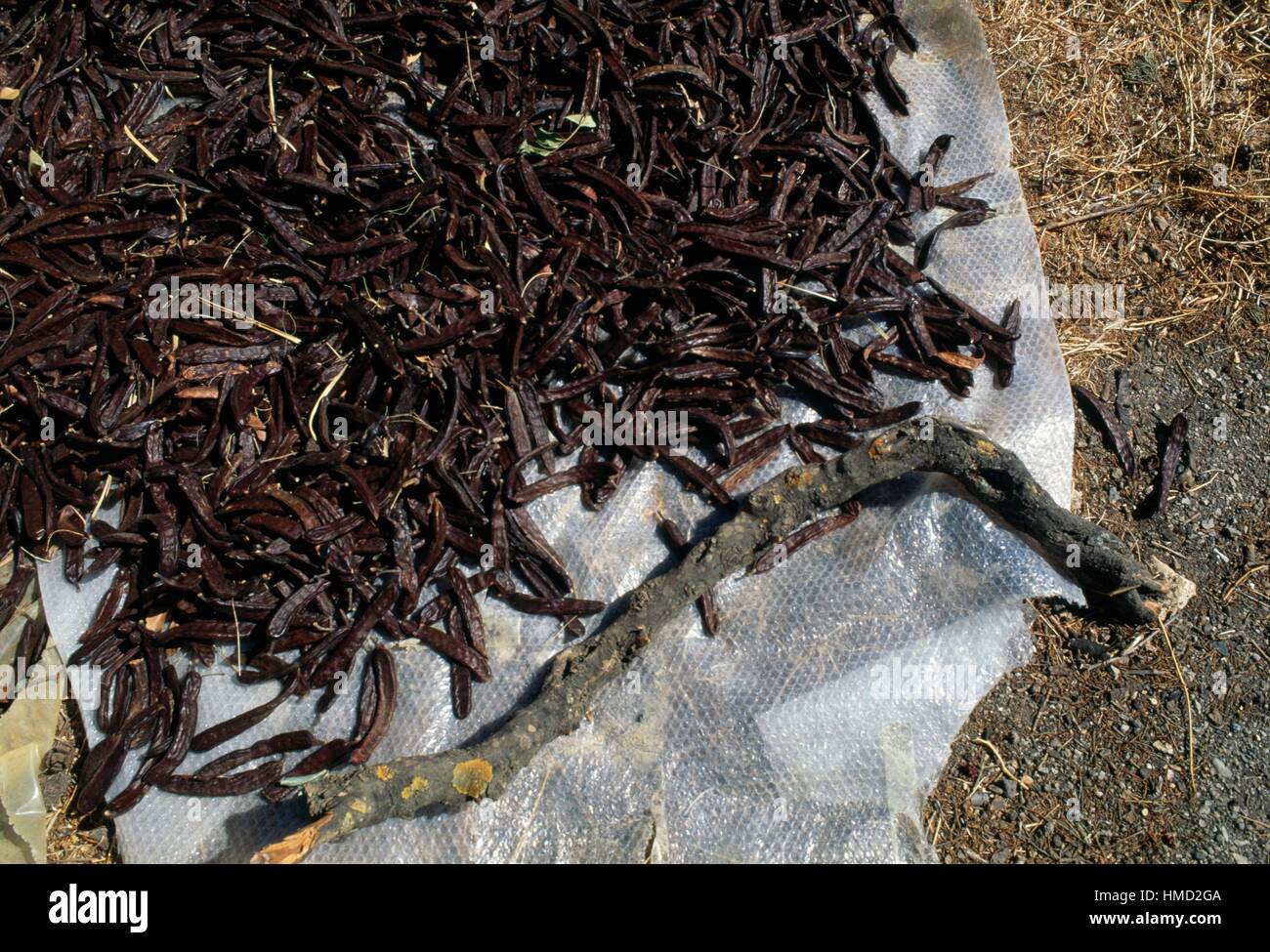 Dried carob fruits, Crete, Greece Stock Photo - Alamy