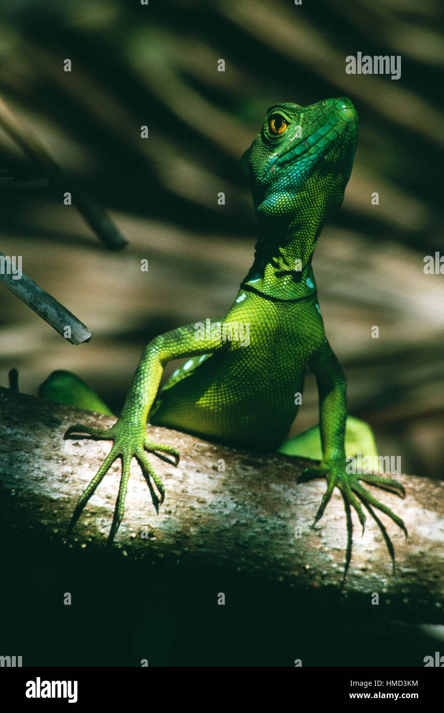 Basiliscus plumifrons hi-res stock photography and images - Alamy