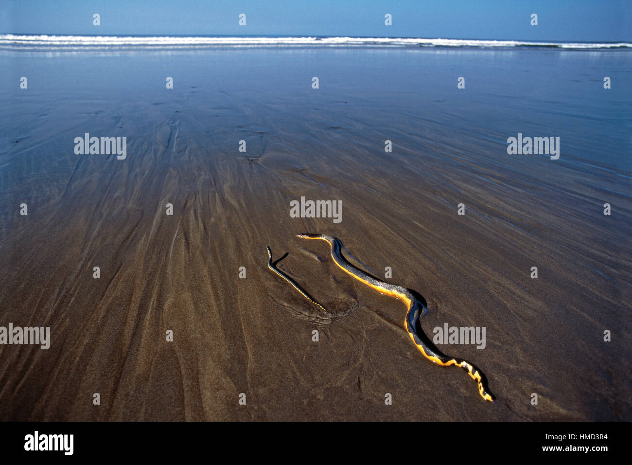 Yellow Bellied Snake High Resolution Stock Photography and Images - Alamy