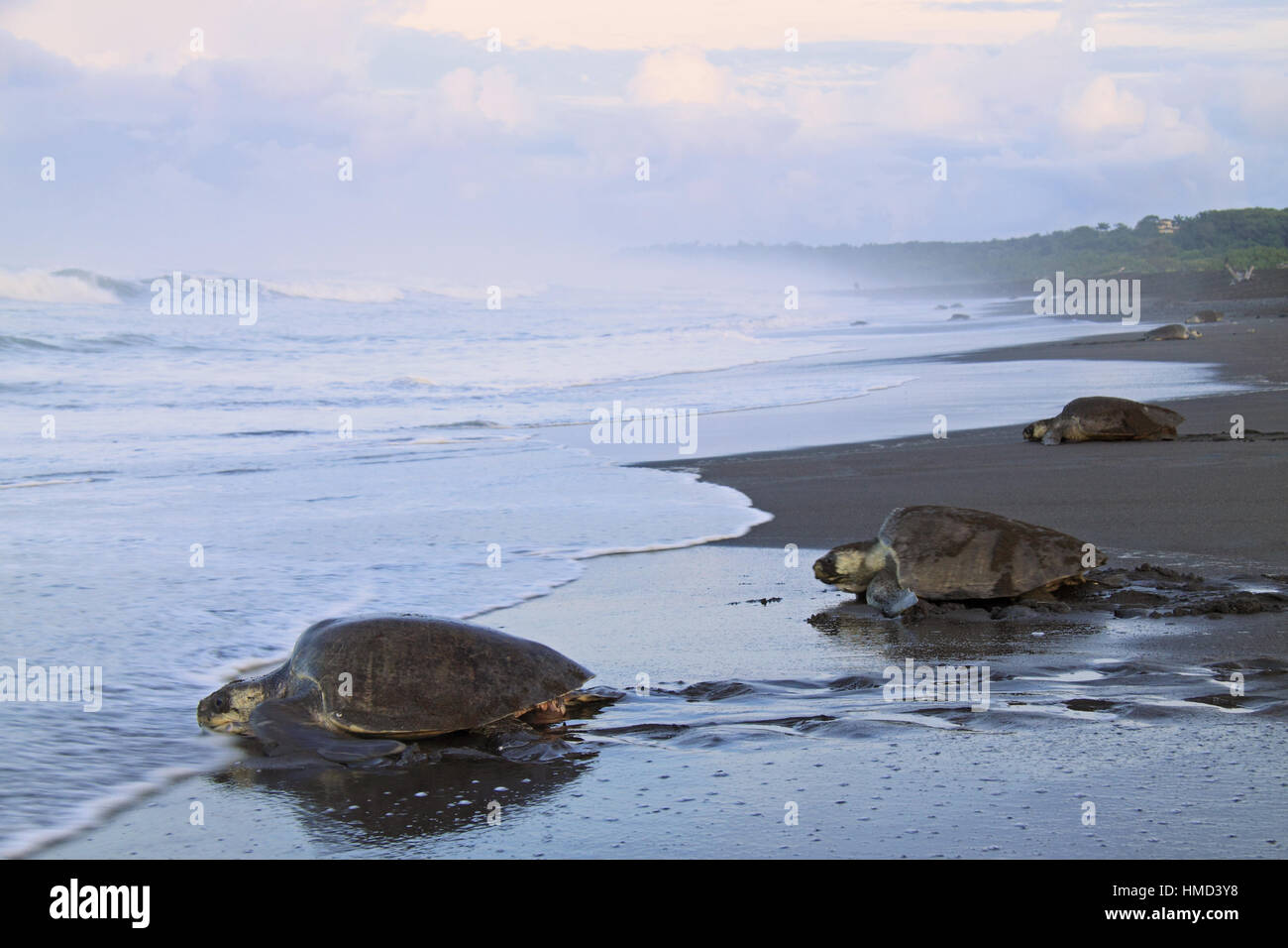 Female Olive Ridley Turtles (Lepidochelys olivacea) returning to ocean ...