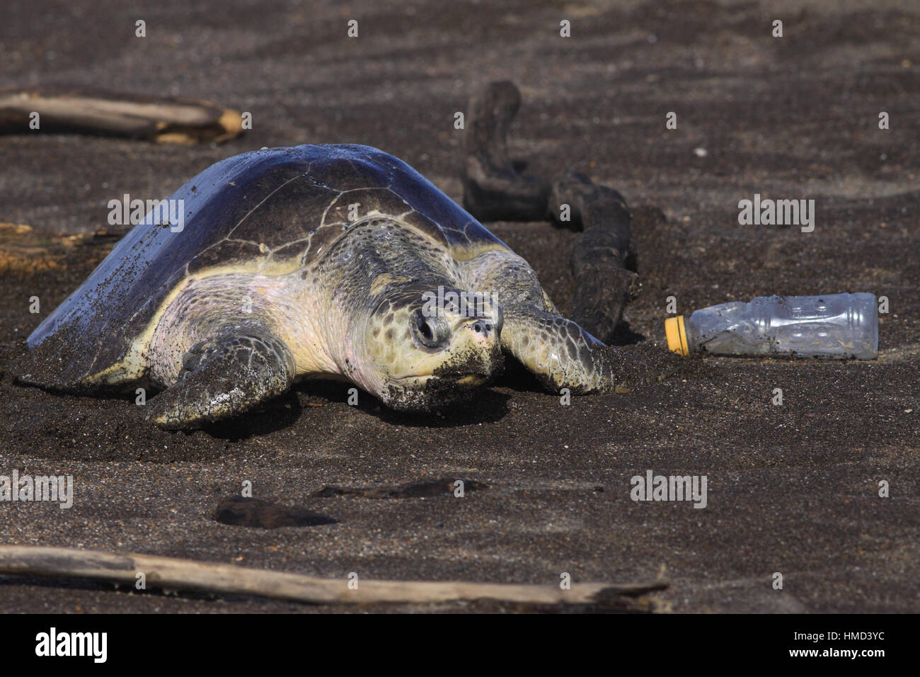 Female Olive Ridley Turtle (Lepidochelys olivacea) on beach to nest and ...