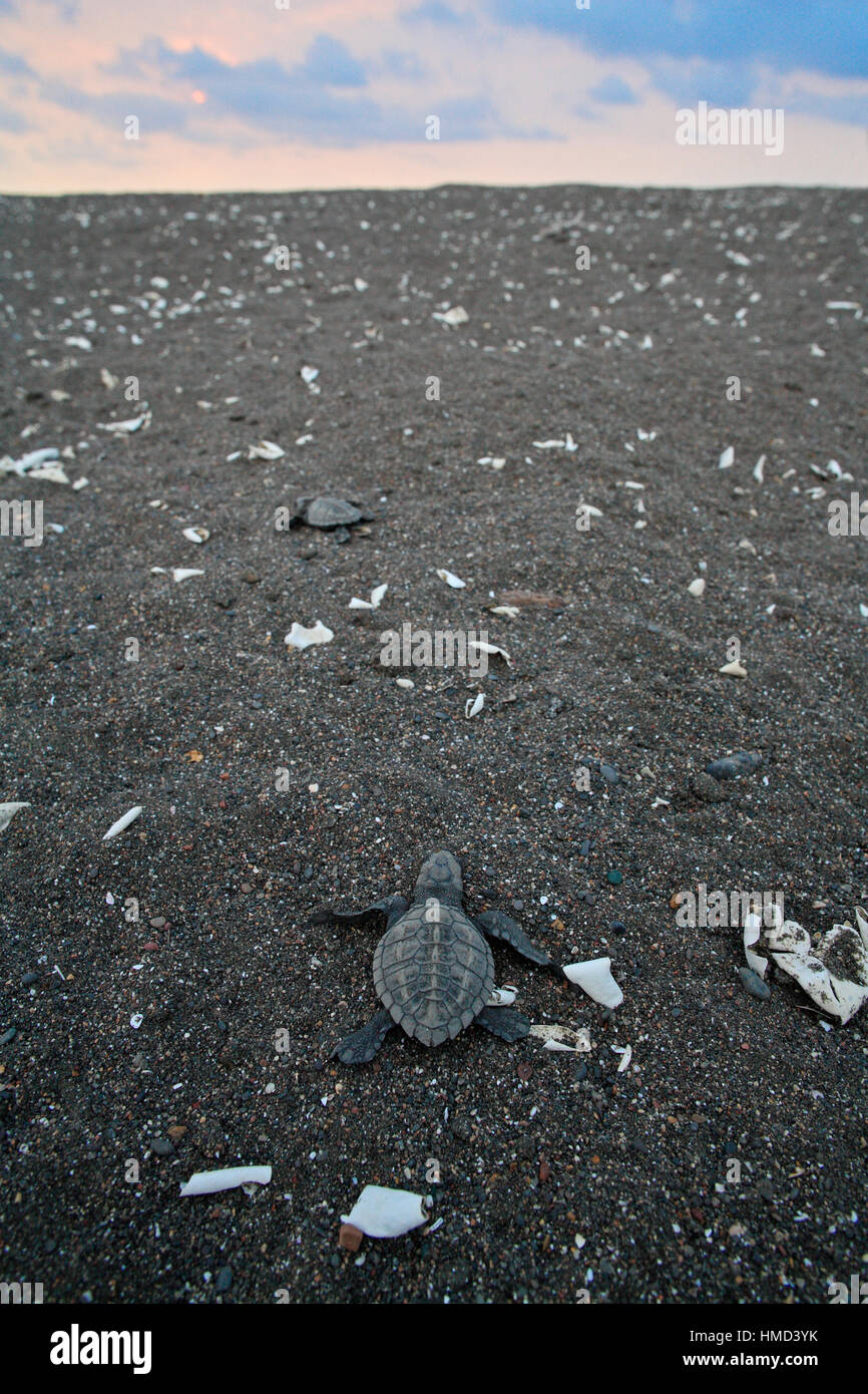Olive ridley turtles hatchlings hi-res stock photography and images - Alamy