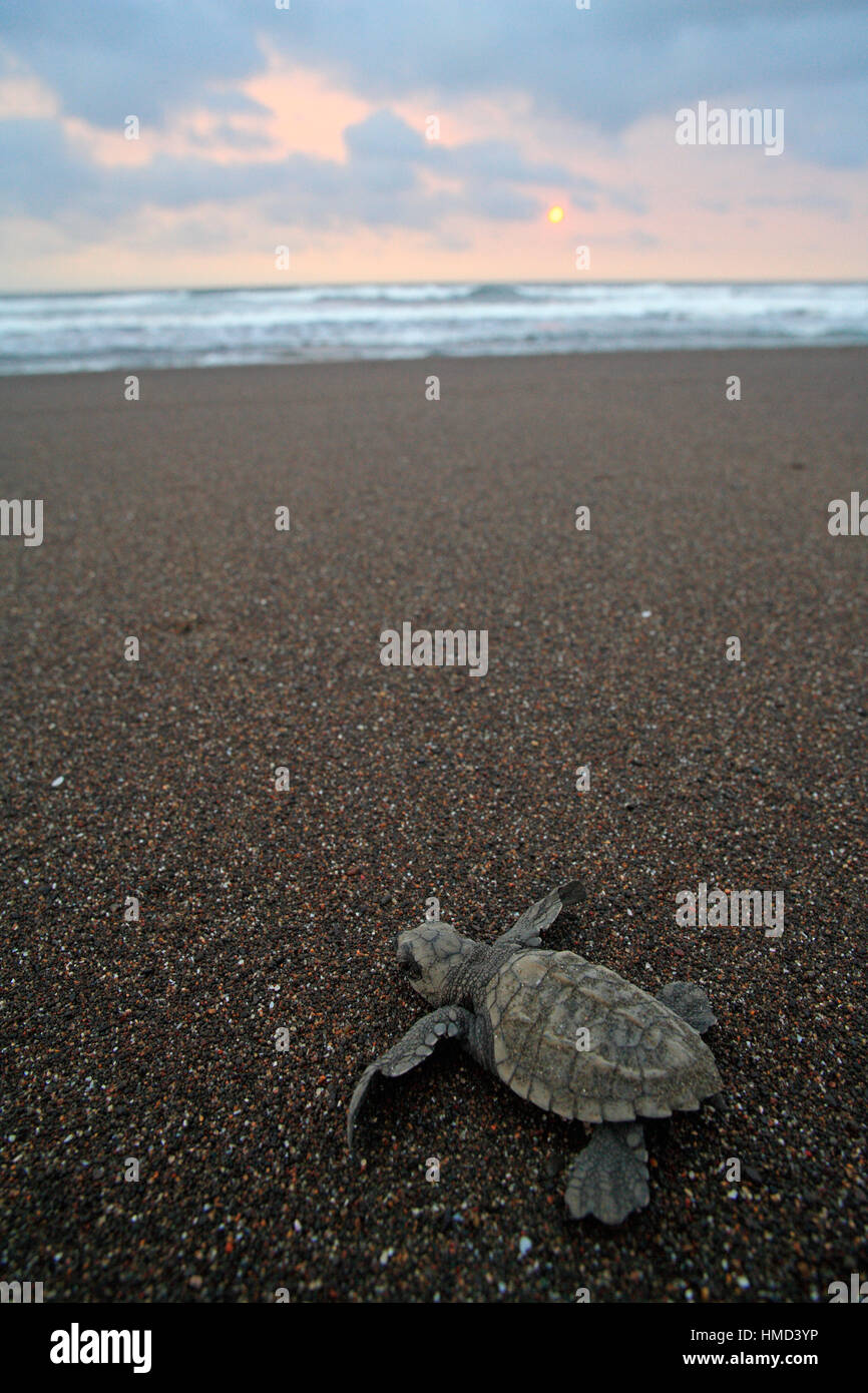 Olive Ridley Turtle hatchling (Lepidochelys olivacea) resting on way to ...