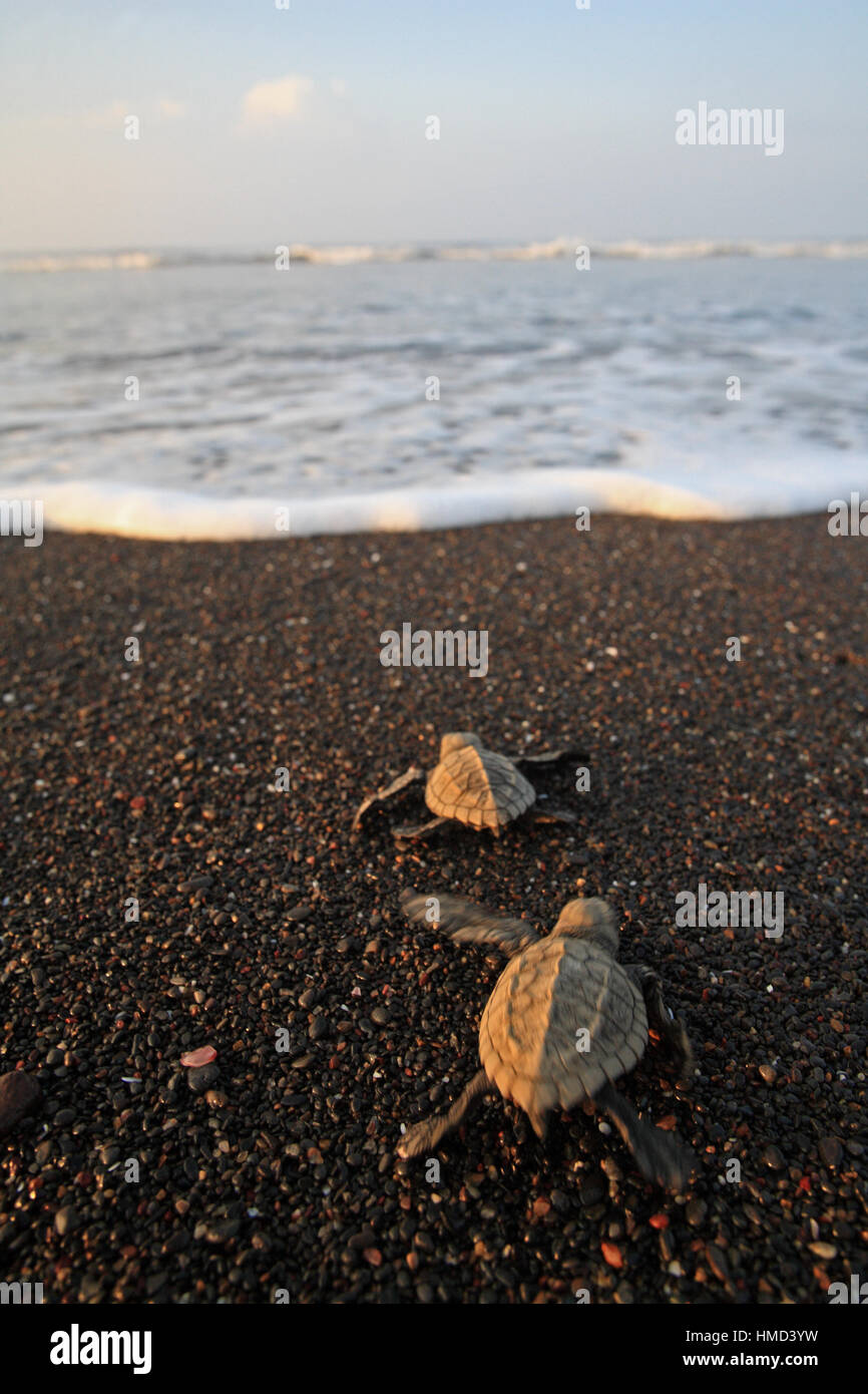Olive Ridley Turtle hatchlings (Lepidochelys olivacea) running to ocean ...