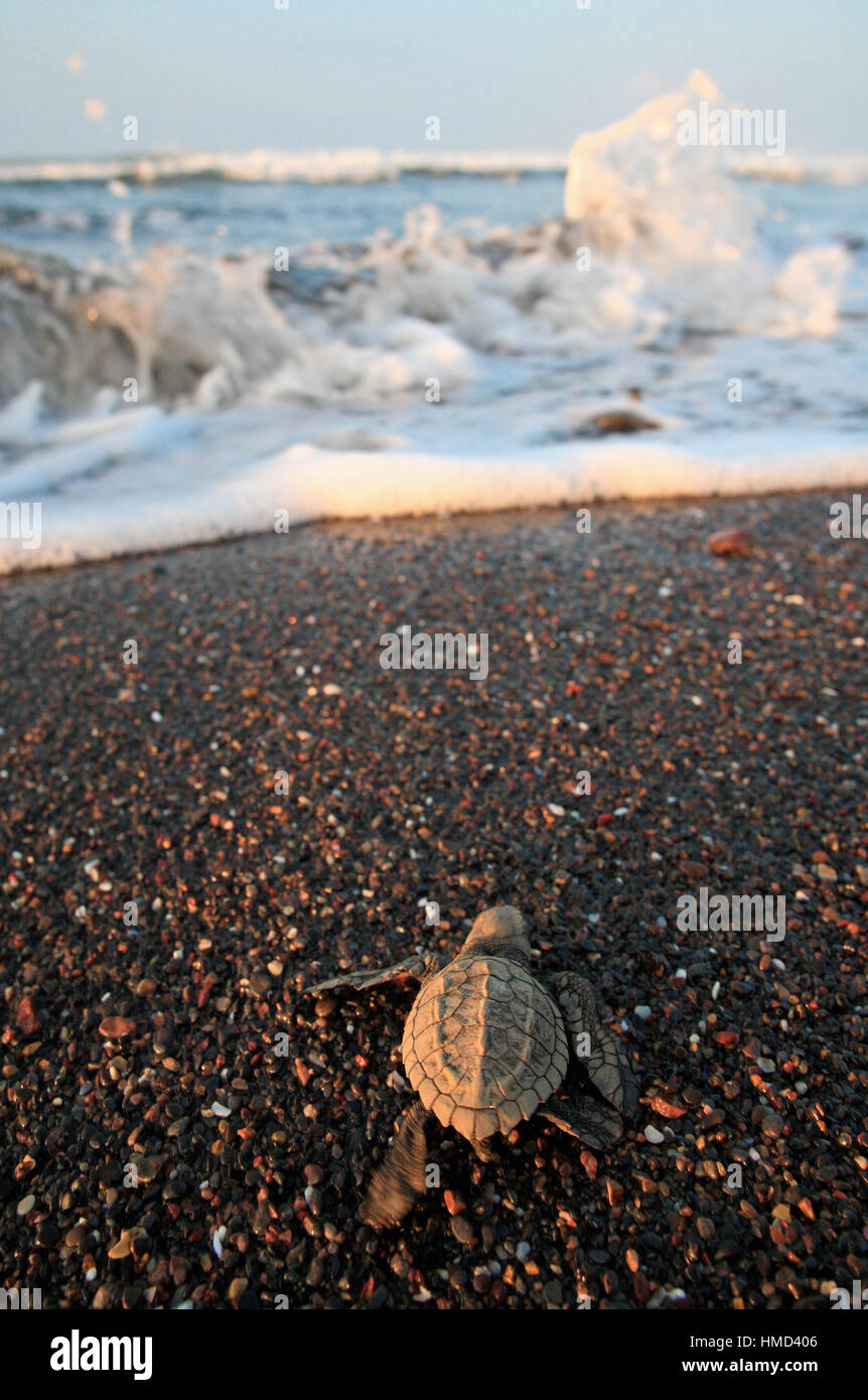 Olive ridley sea turtles hatchlings hi-res stock photography and images ...