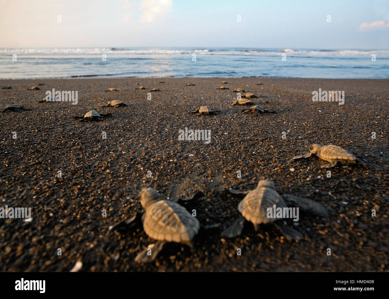 Olive Ridley Turtle hatchlings (Lepidochelys olivacea) group walking to ...