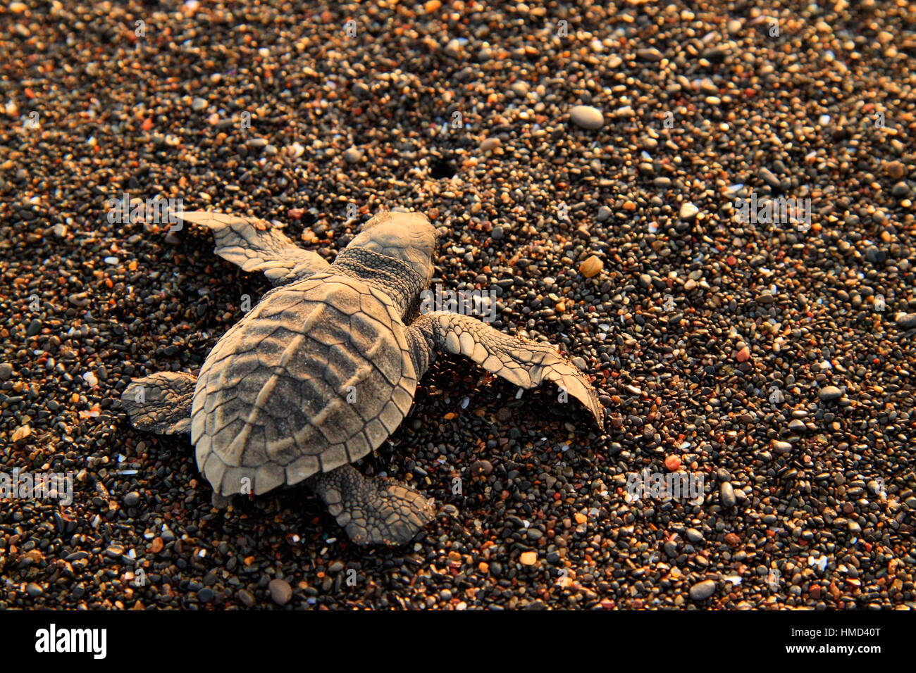 Olive Ridley Turtle hatchling (Lepidochelys olivacea). Ostional ...