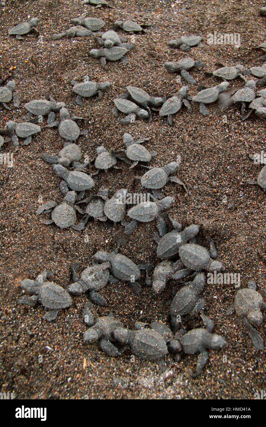 Olive Ridley Turtle hatchlings (Lepidochelys olivacea) emerging from ...