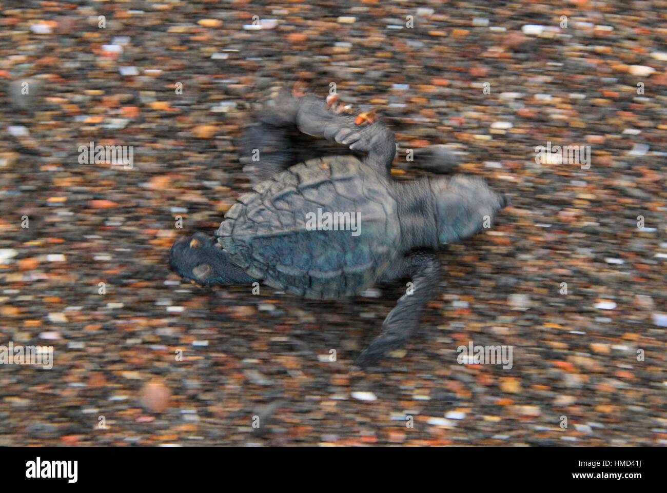 Olive Ridley Turtle hatchling (Lepidochelys olivacea) running across ...