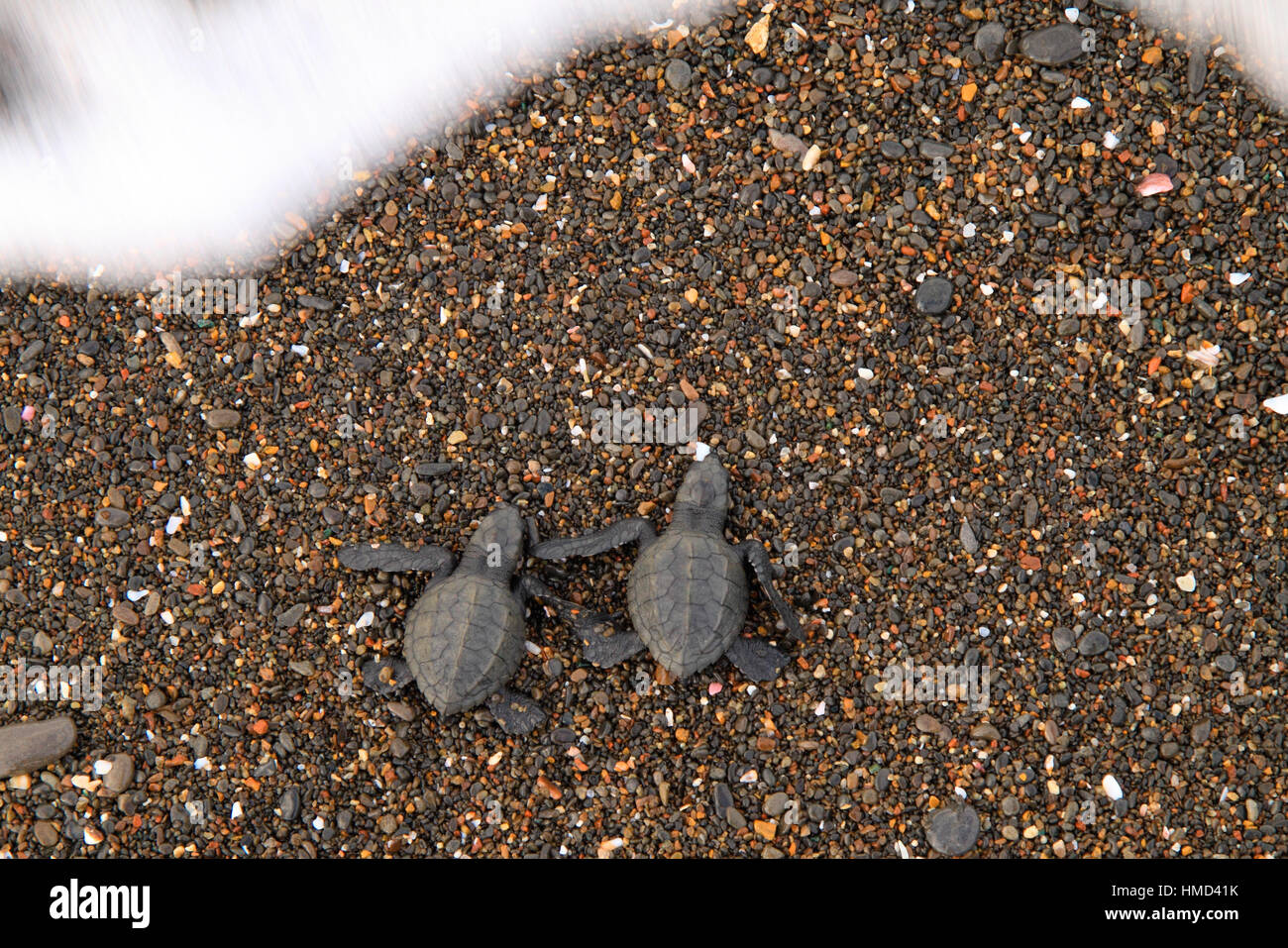 Olive Ridley Turtle hatchlings (Lepidochelys olivacea) arriving at ...