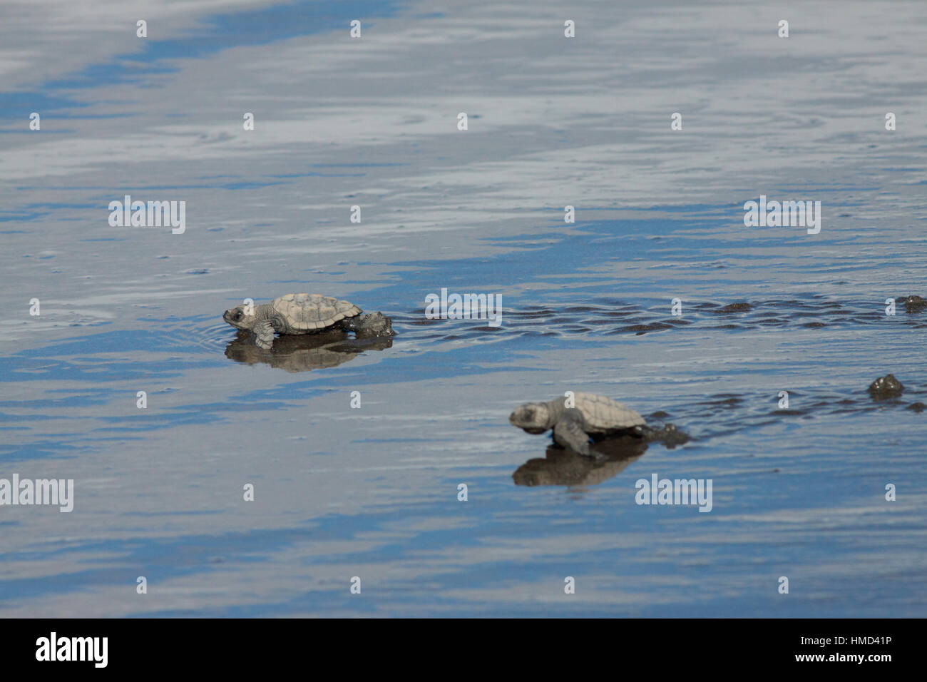 Olive Ridley Turtle hatchlings (Lepidochelys olivacea) walking to ocean ...